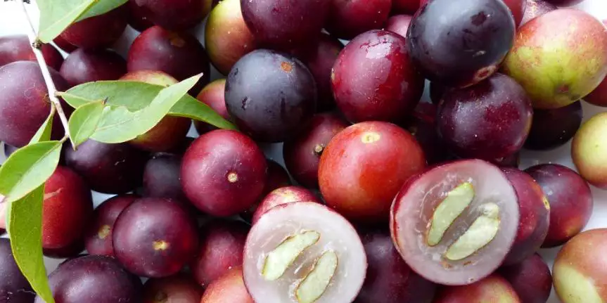 Camu-camu: entenda como a fruta que pode salvar a Amazônia - Portal ...