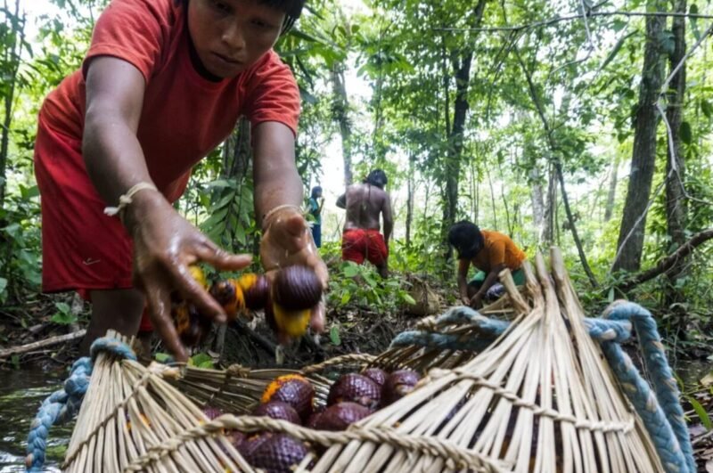 Indígenas e quilombolas dominam Unidades de Conservação no Amazonas ...